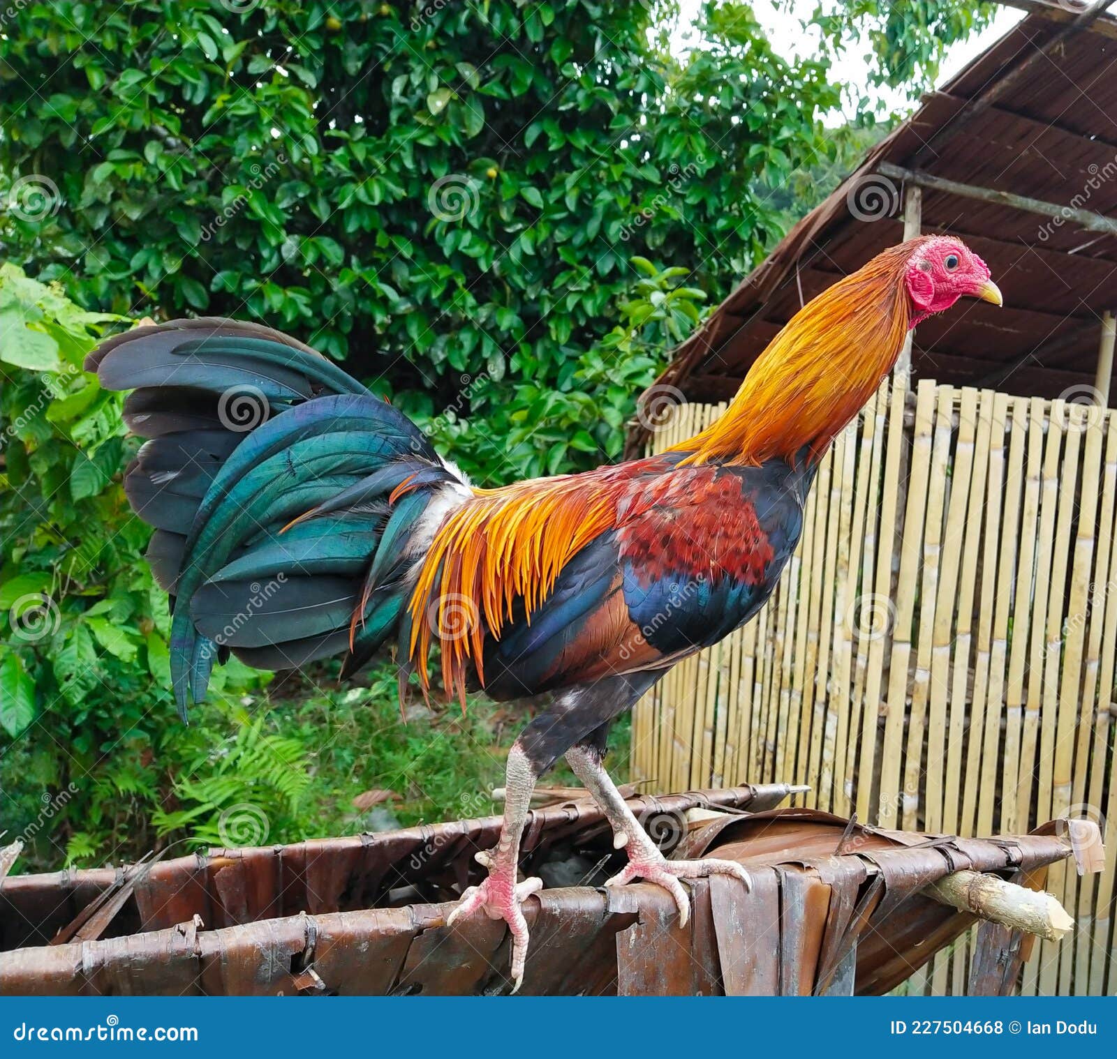Rooster on a farm stock photo. Image of duck, chicken - 227504668