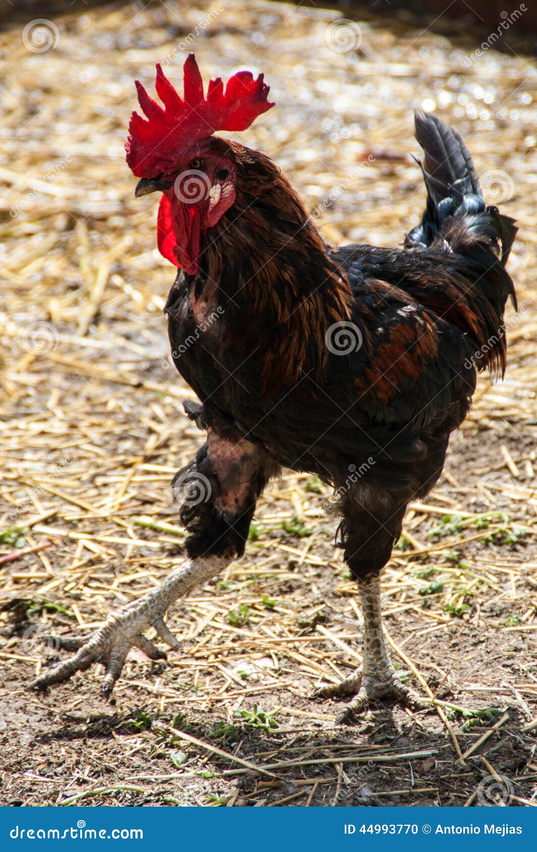 Rooster in farm stock photo. Image of rooster, farm, rural - 44993770