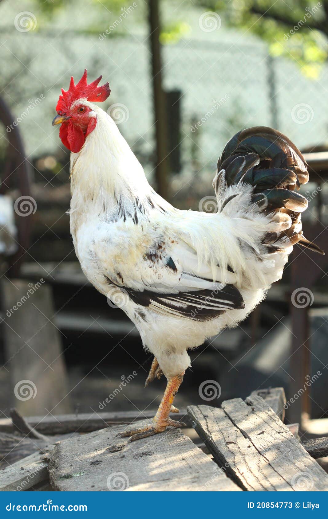Rooster on the farm yard stock image. Image of bird, domestic - 20854773