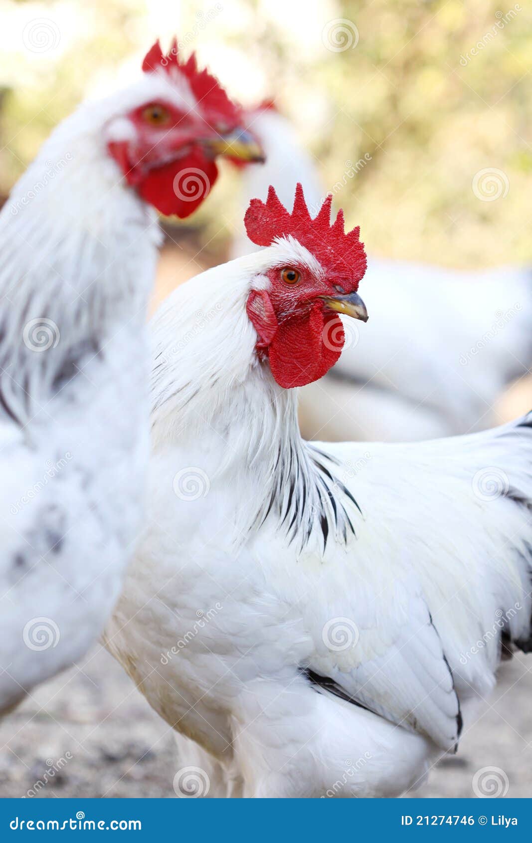 Rooster on the farm yard stock photo. Image of bird, farm - 21274746