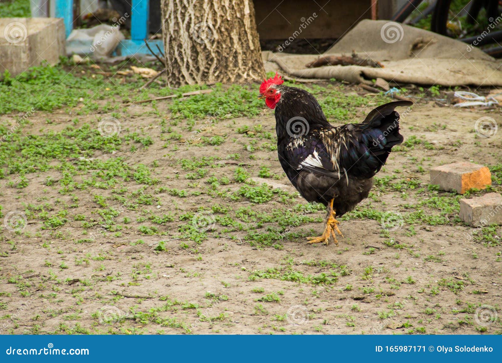 Rooster in a farmyard stock image. Image of corral, live - 165987171