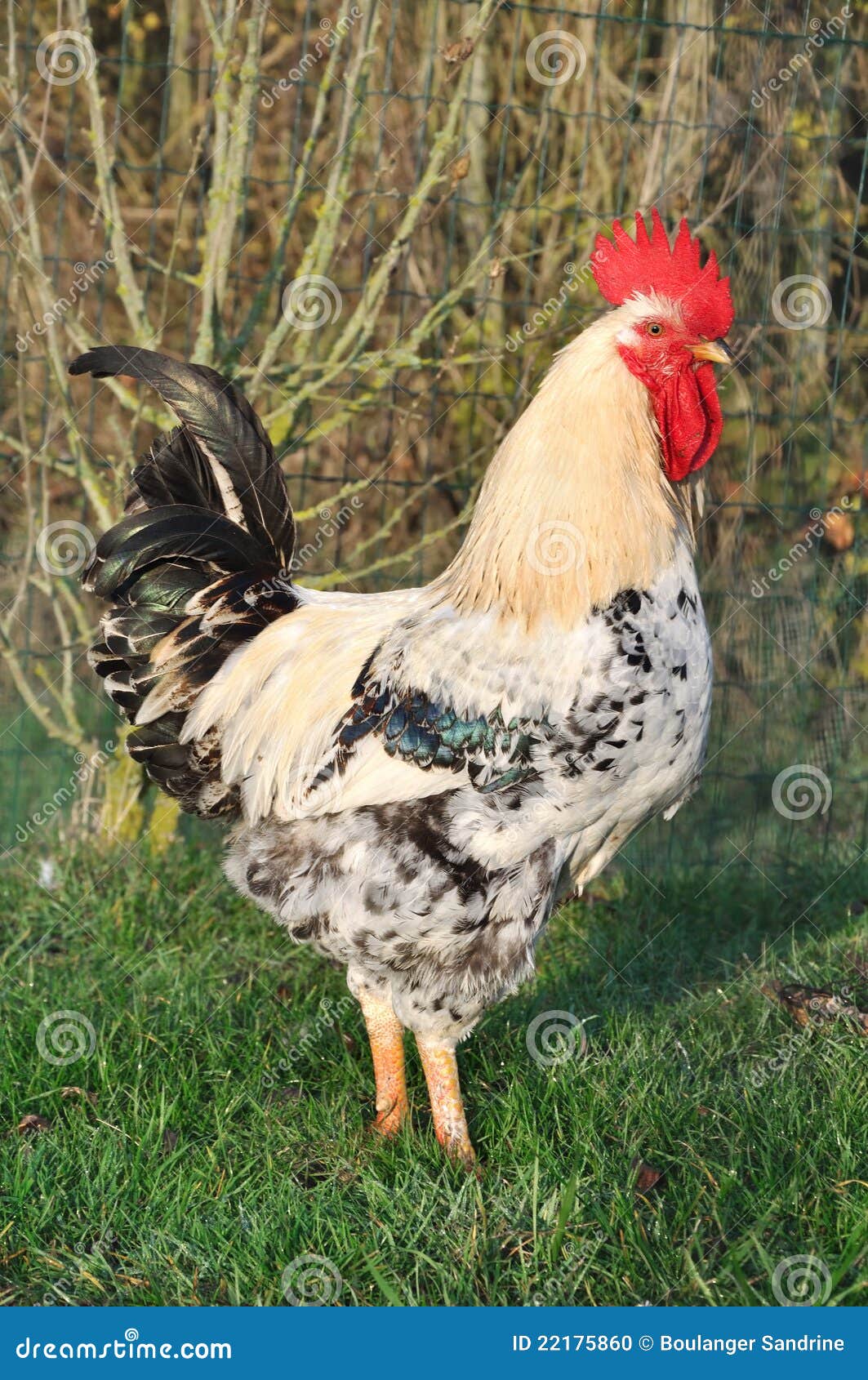 Rooster in a farmyard stock photo. Image of backyard - 22175860