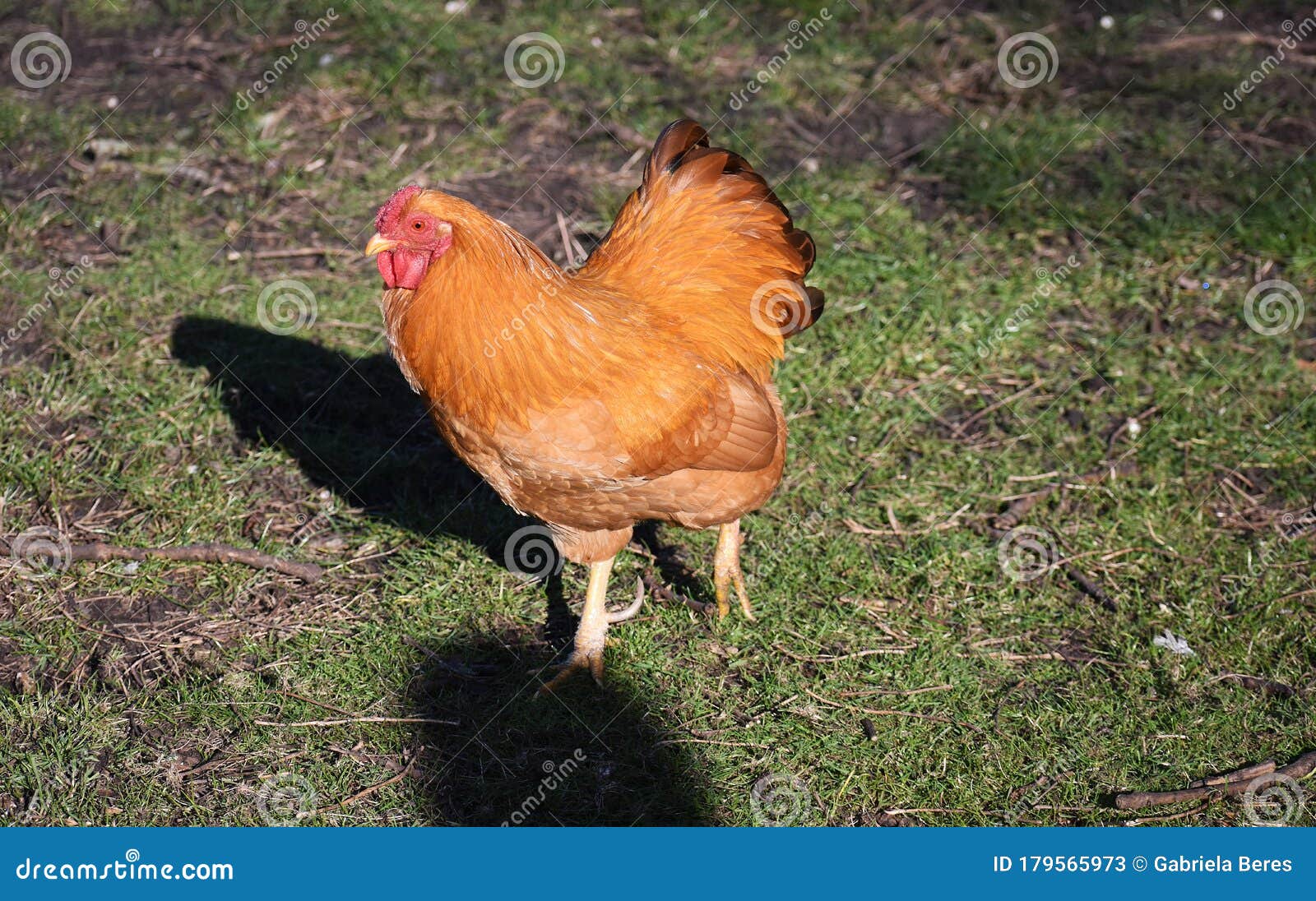 A rooster in the farmyard. stock image. Image of close - 179565973