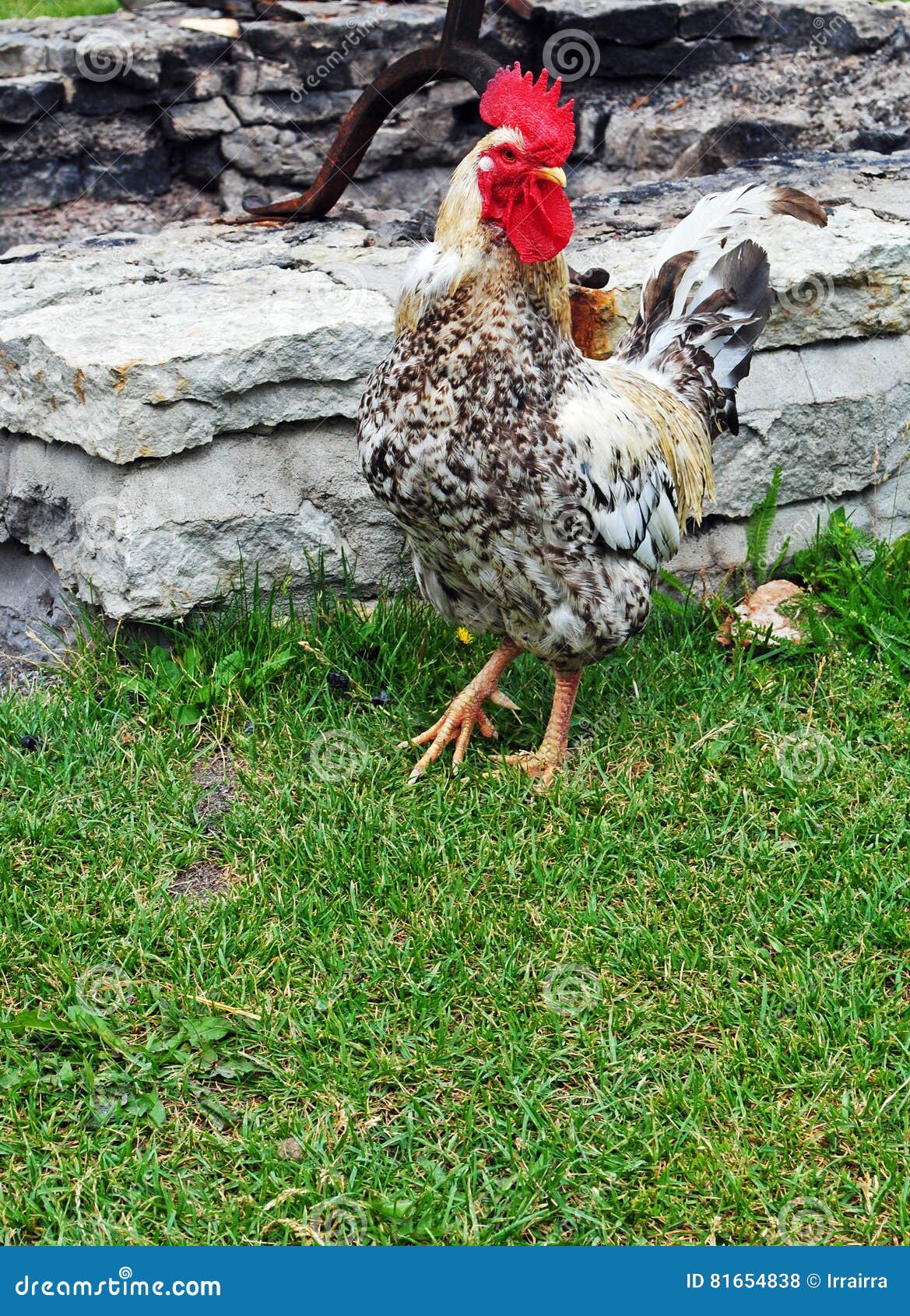 Rooster in farmyard stock photo. Image of food, summer - 81654838