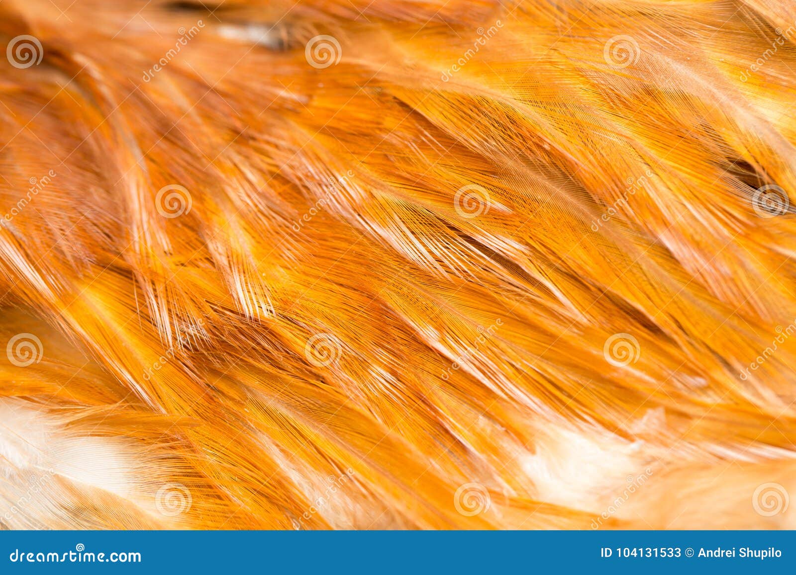 Rooster Feather Background. Fine Texture Stock Image - Image of wing ...