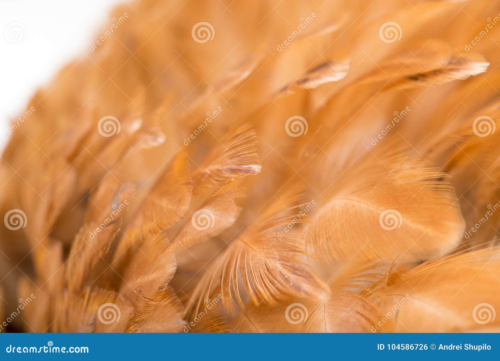 Rooster Feather Background. Fine Texture Stock Photo - Image of rooster ...