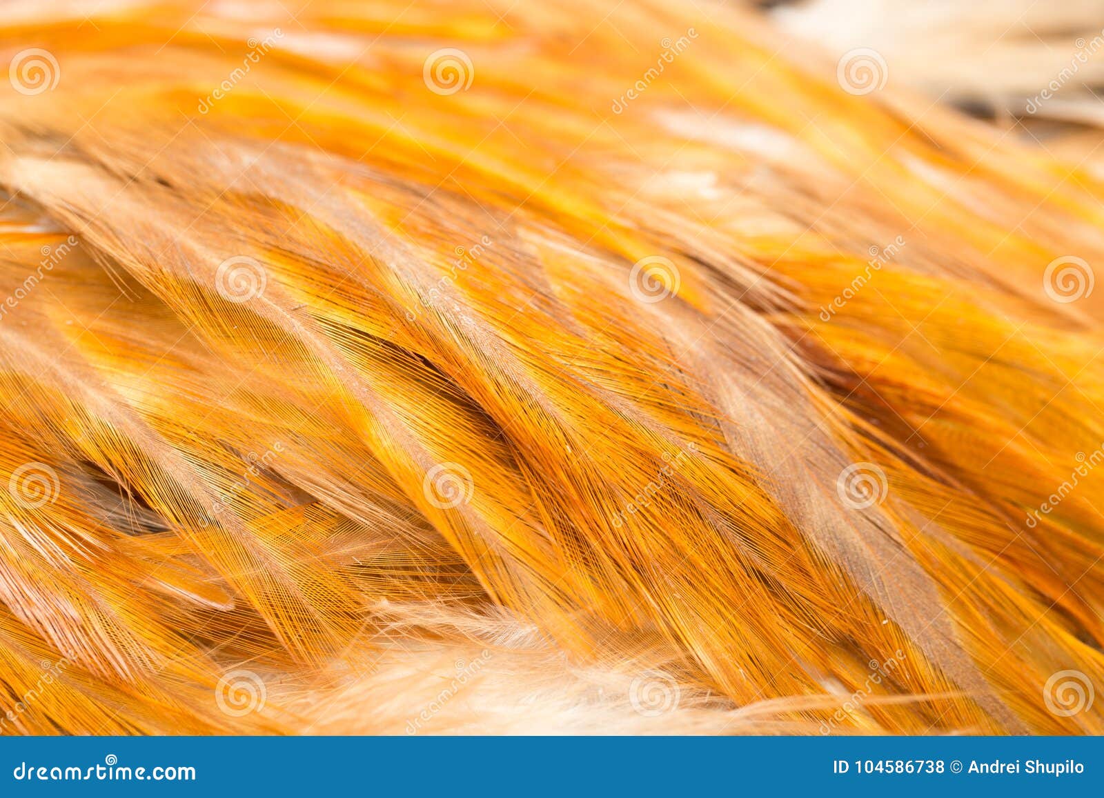 Rooster Feather Background. Fine Texture Stock Photo - Image of animal ...
