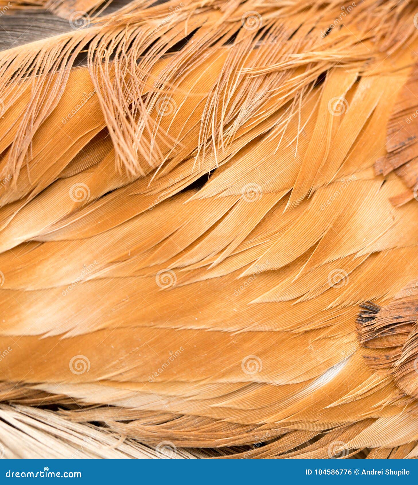 Rooster Feather Background. Fine Texture Stock Photo - Image of ...