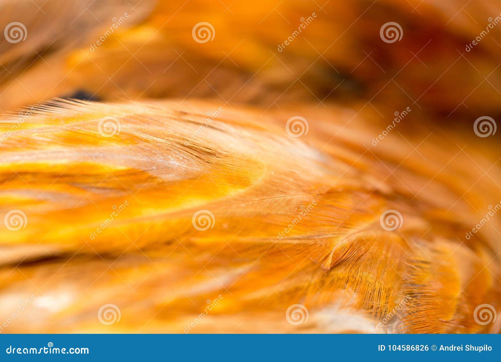 Rooster Feather Background. Fine Texture Stock Photo - Image of closeup ...