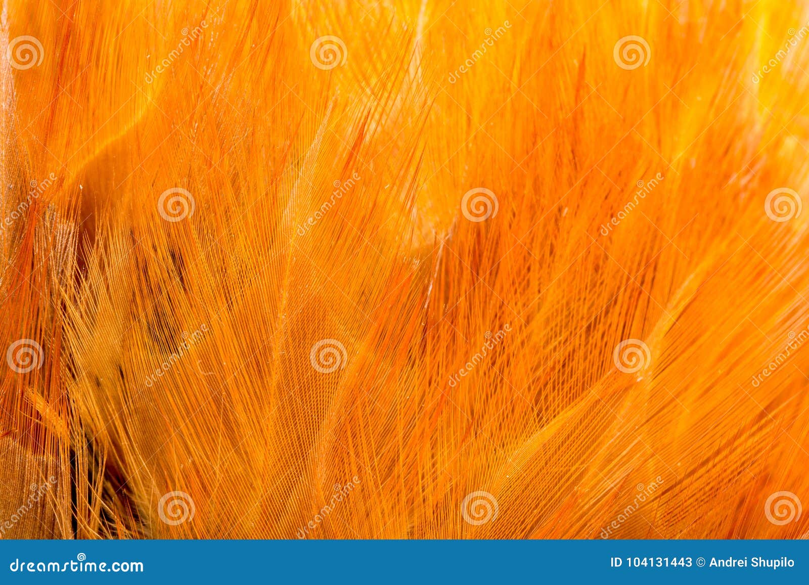Rooster Feather Background. Fine Texture Stock Image - Image of rooster ...