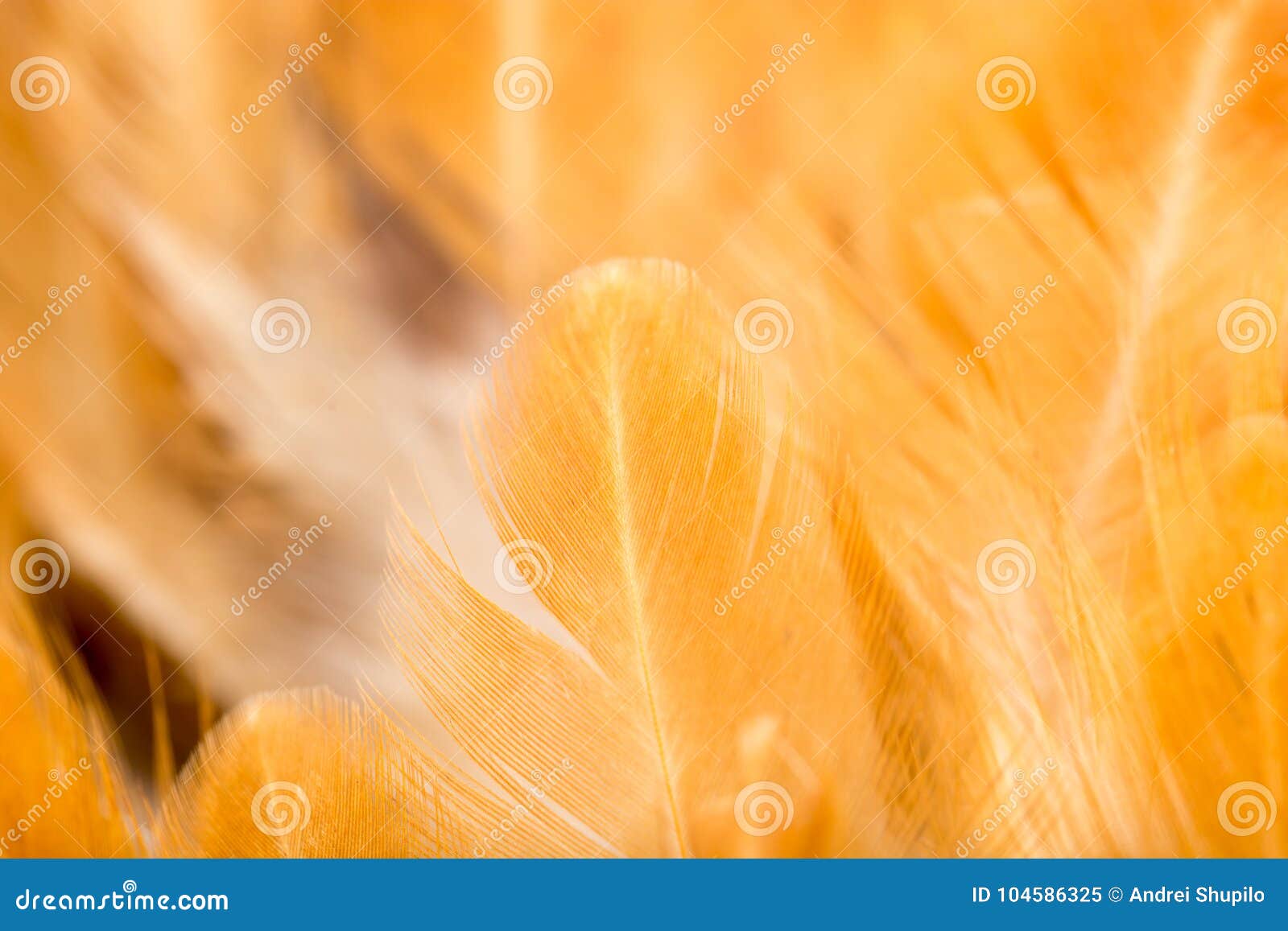 Rooster Feather Background. Fine Texture Stock Image - Image of wing ...