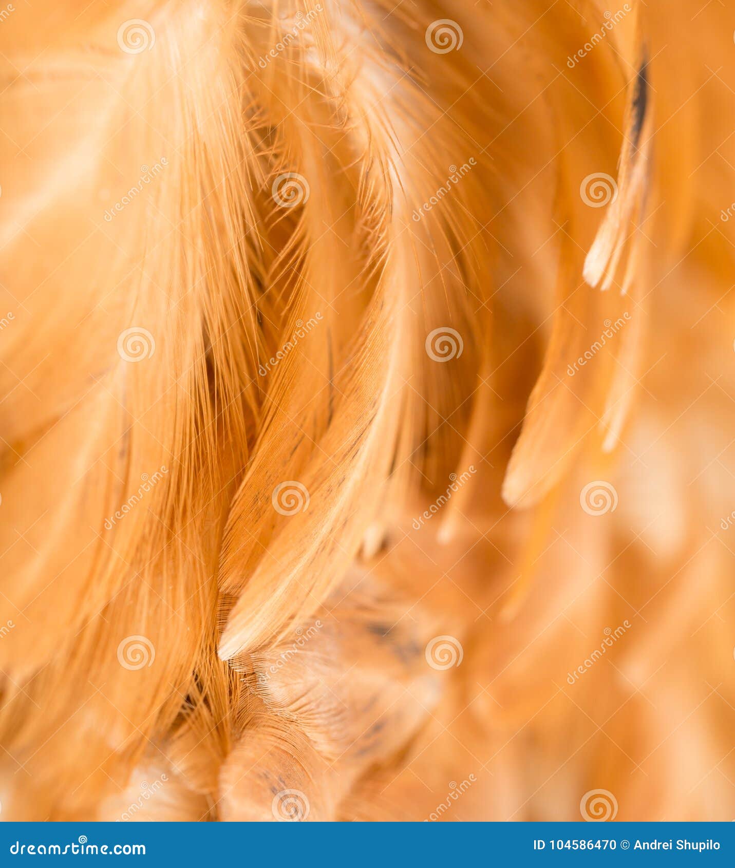 Rooster Feather Background. Fine Texture Stock Photo - Image of orange ...