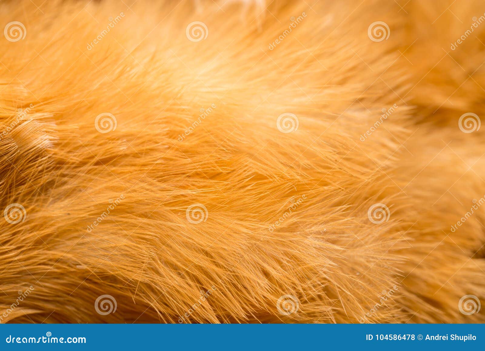Rooster Feather Background. Fine Texture Stock Photo - Image of chicken ...