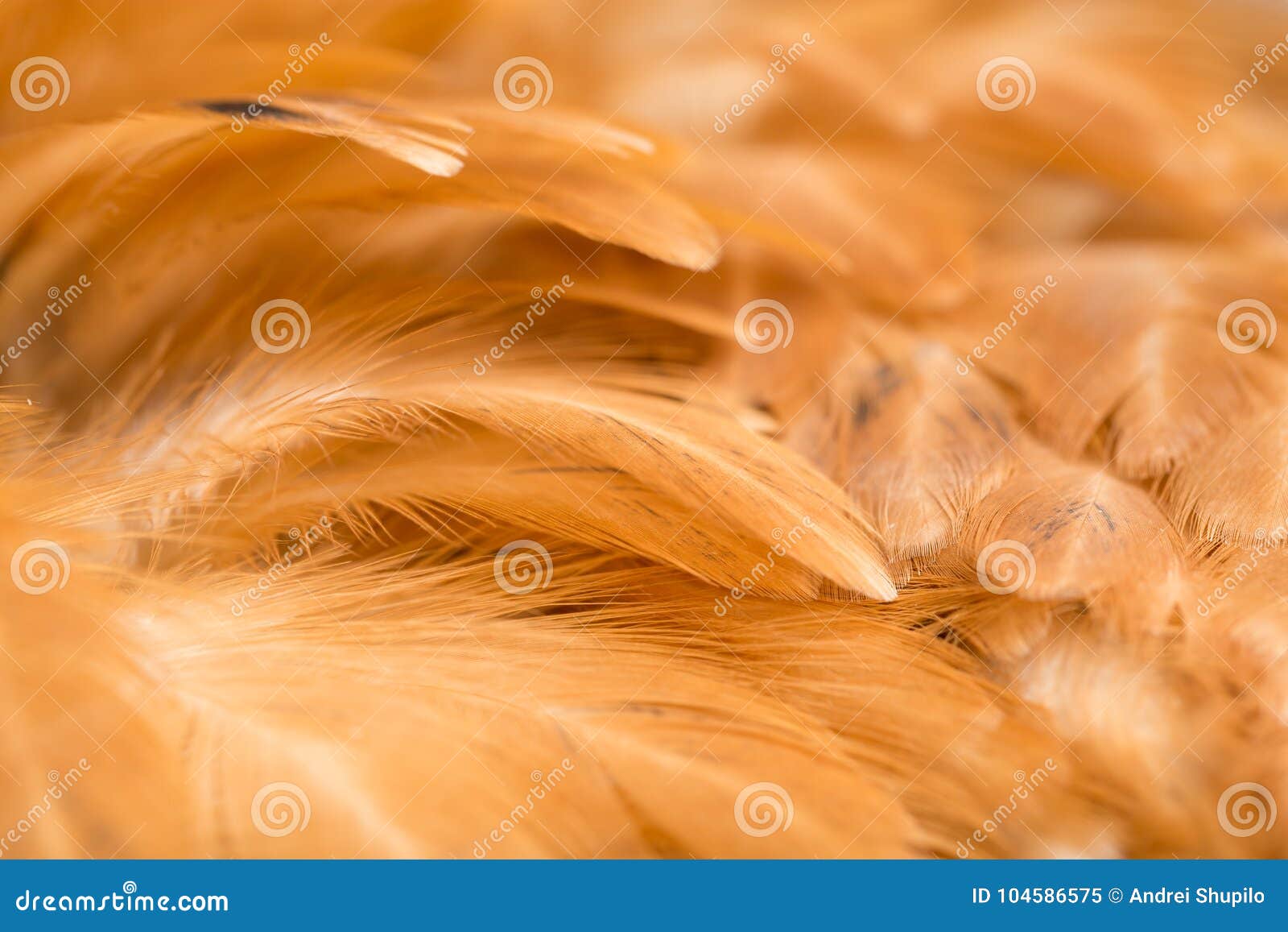 Rooster Feather Background. Fine Texture Stock Image - Image of feather ...