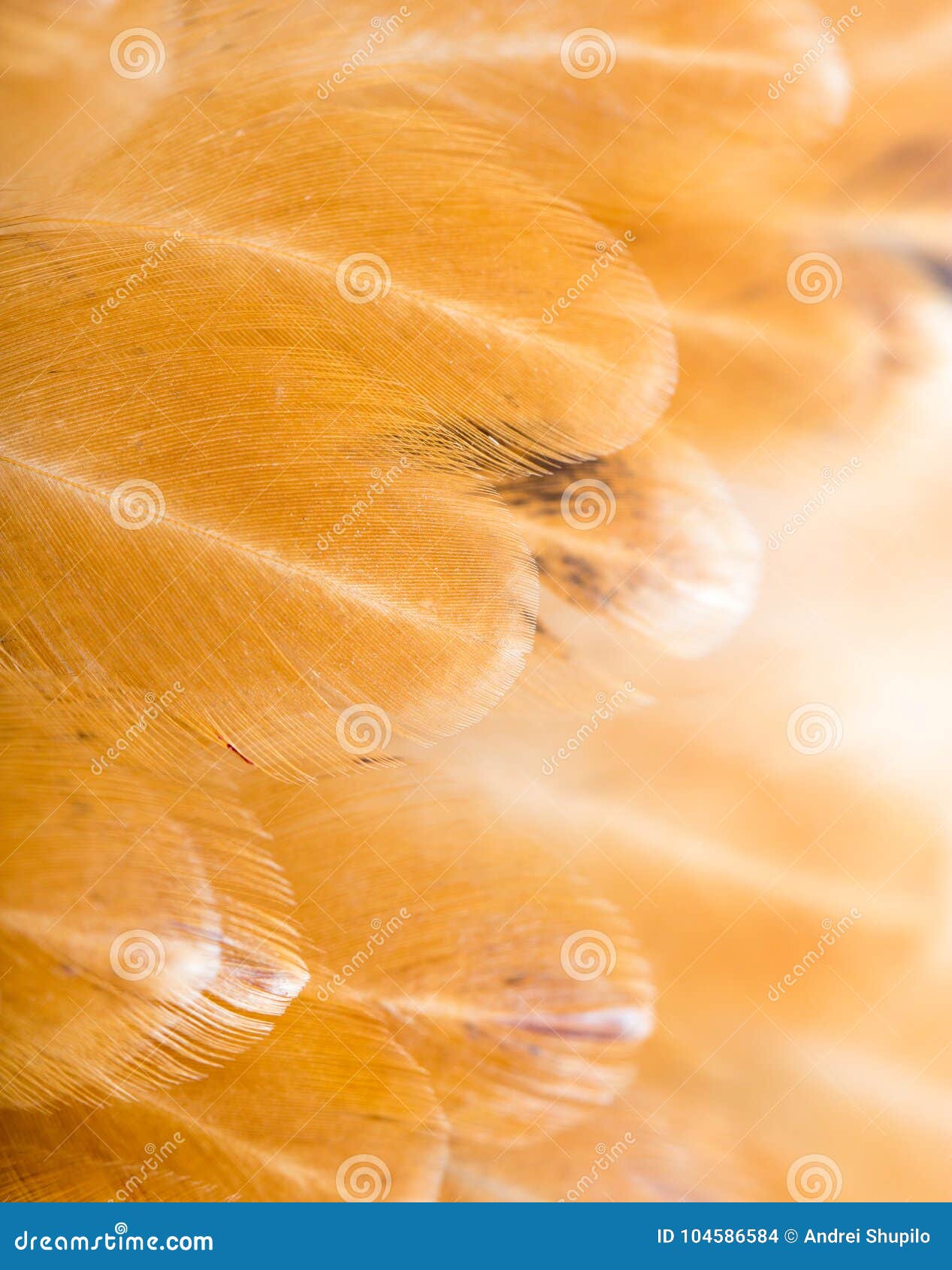 Rooster Feather Background. Fine Texture Stock Photo - Image of wing ...