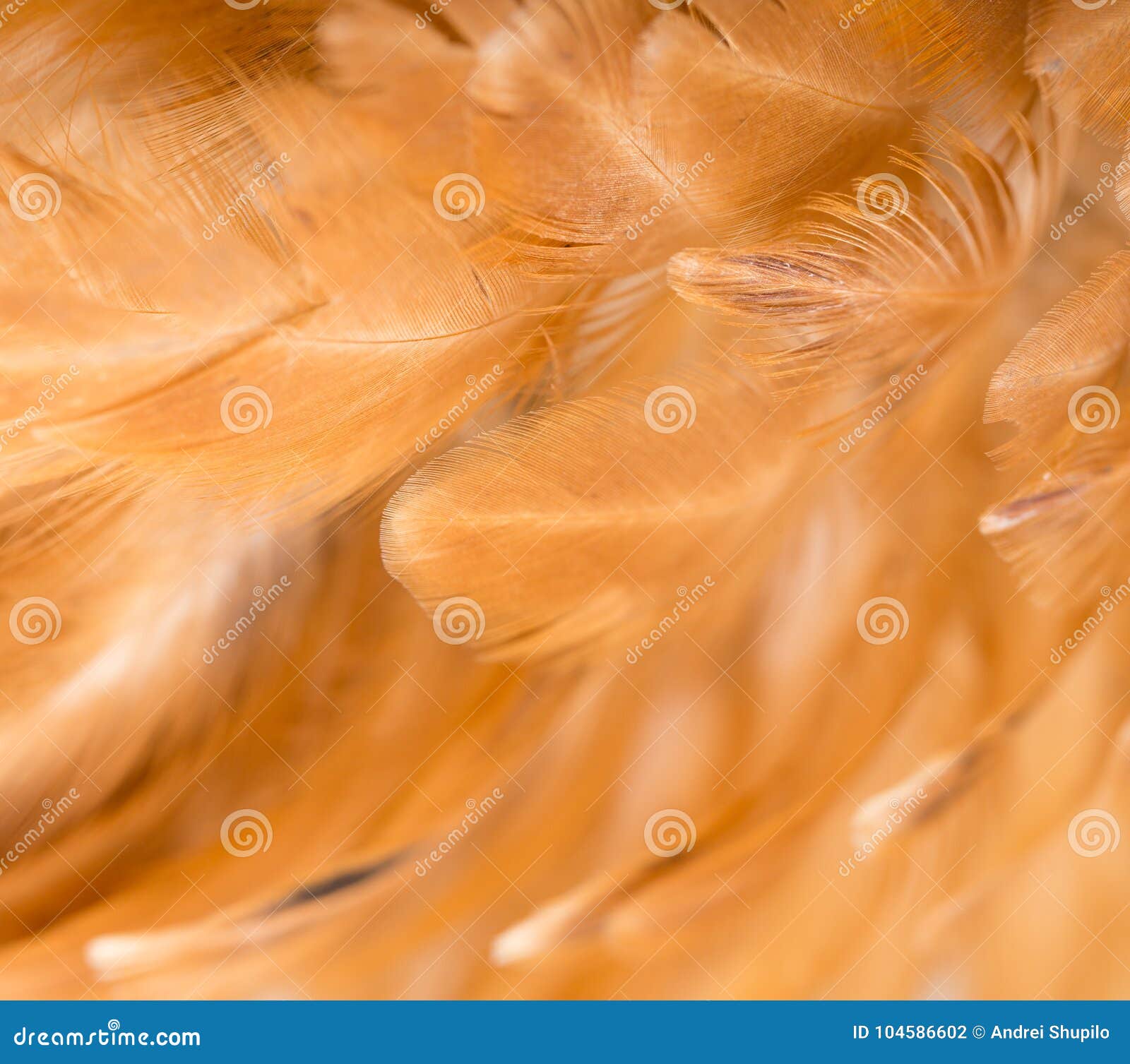 Rooster Feather Background. Fine Texture Stock Photo - Image of feather ...