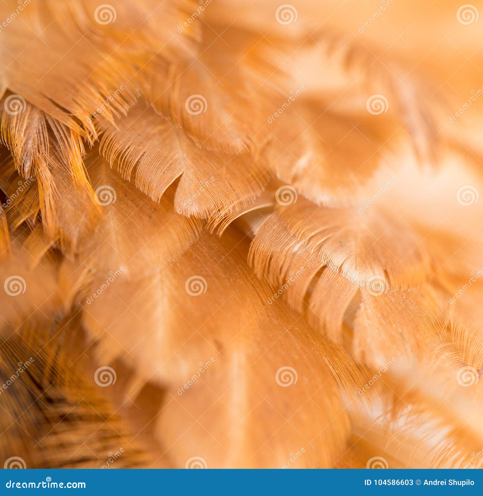 Rooster Feather Background. Fine Texture Stock Image - Image of feather ...
