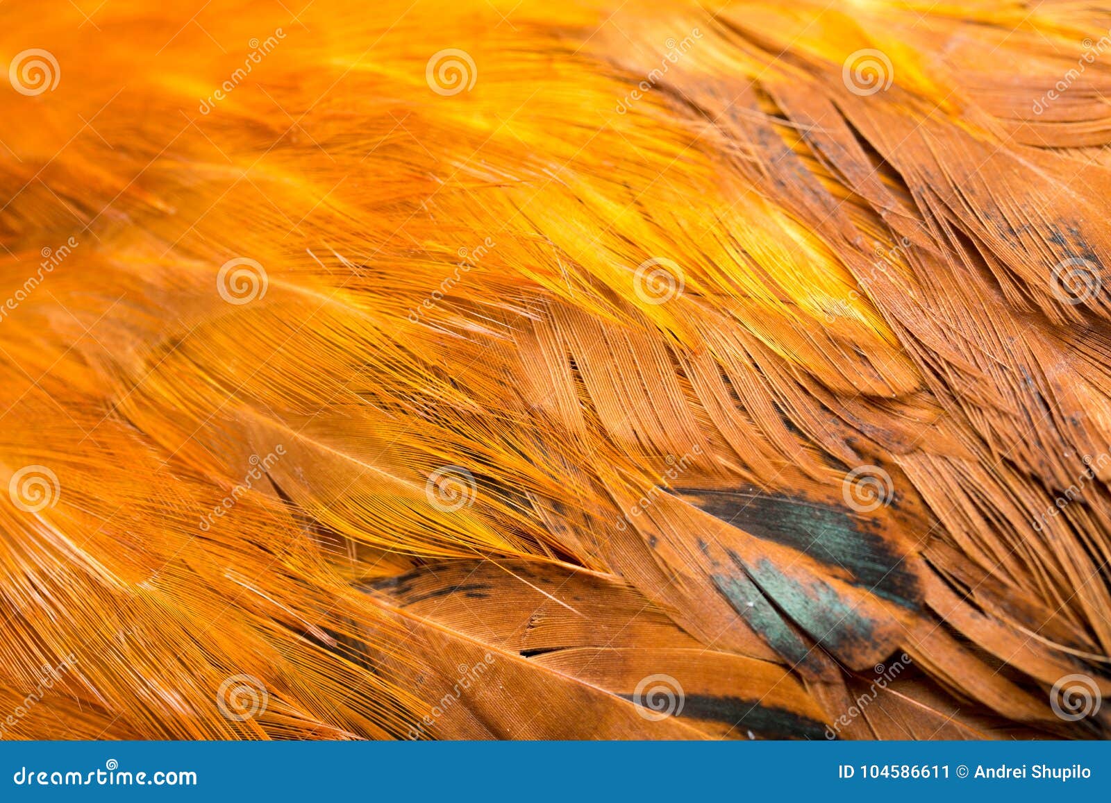 Rooster Feather Background. Fine Texture Stock Image - Image of ...