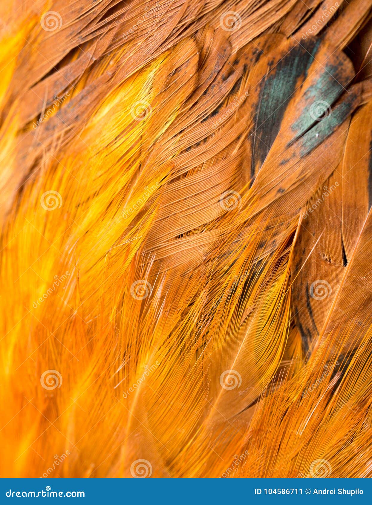 Rooster Feather Background. Fine Texture Stock Image - Image of ...