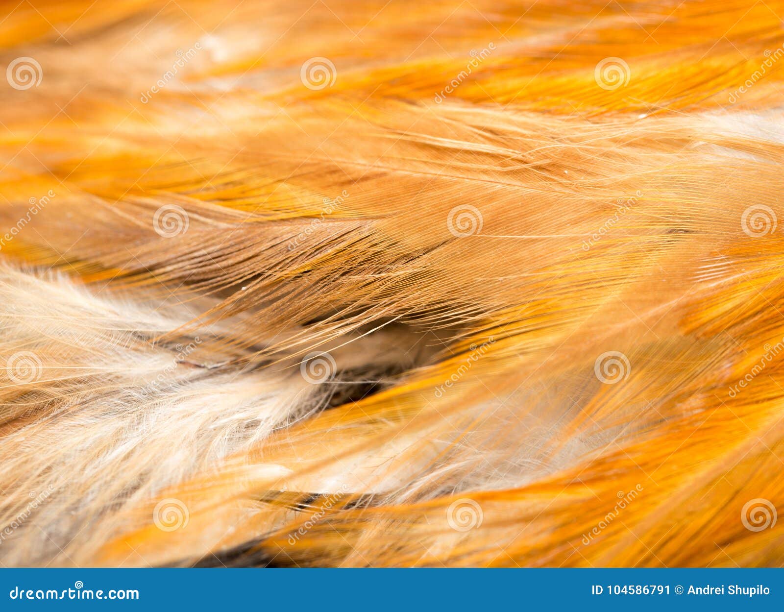 Rooster Feather Background. Fine Texture Stock Image - Image of closeup ...