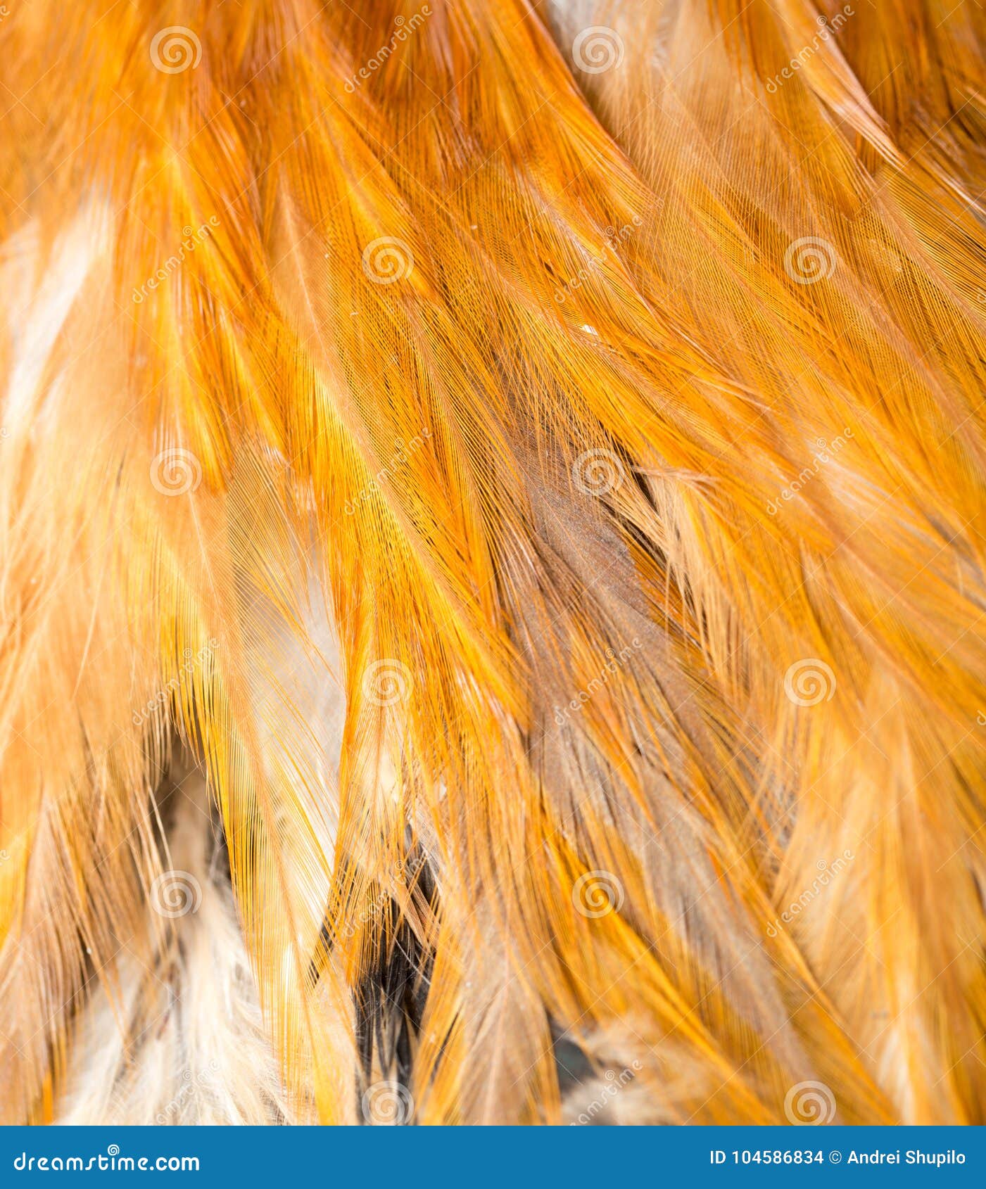 Rooster Feather Background. Fine Texture Stock Photo - Image of animal ...