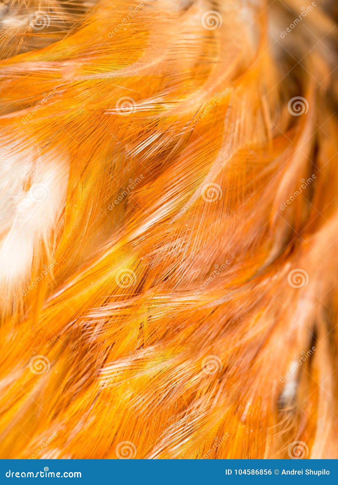Rooster Feather Background. Fine Texture Stock Photo - Image of ...