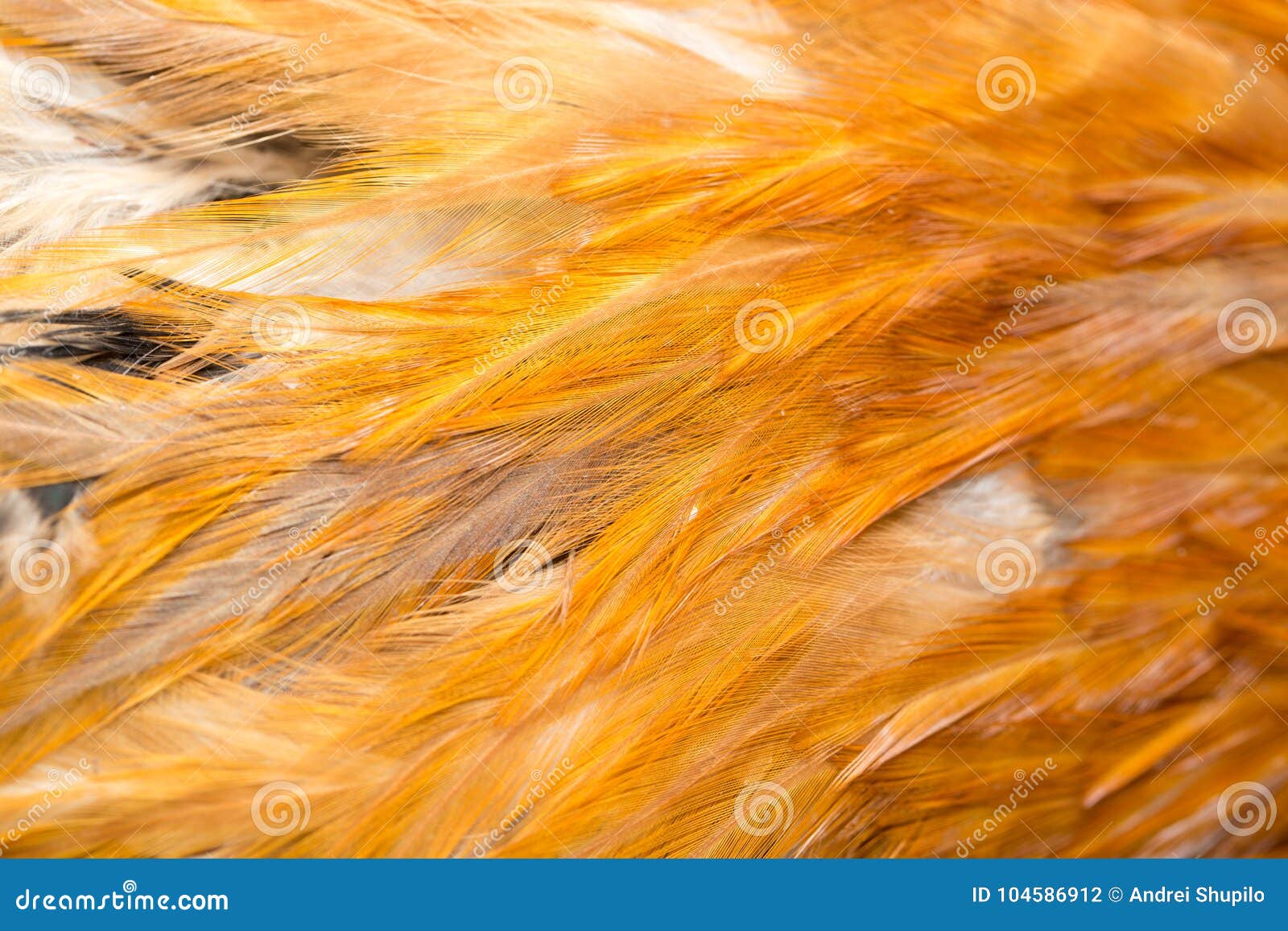 Rooster Feather Background. Fine Texture Stock Photo - Image of chicken ...