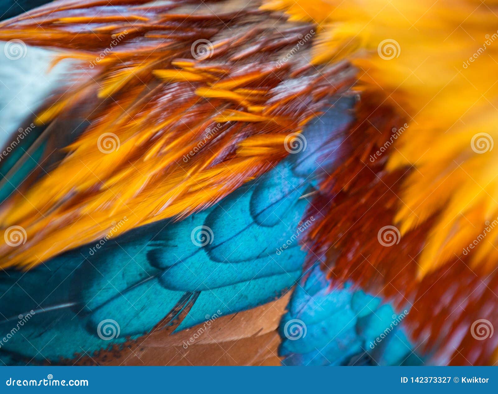 Rooster Feathers Close-up of the Wing Colorful Background Texture Stock ...