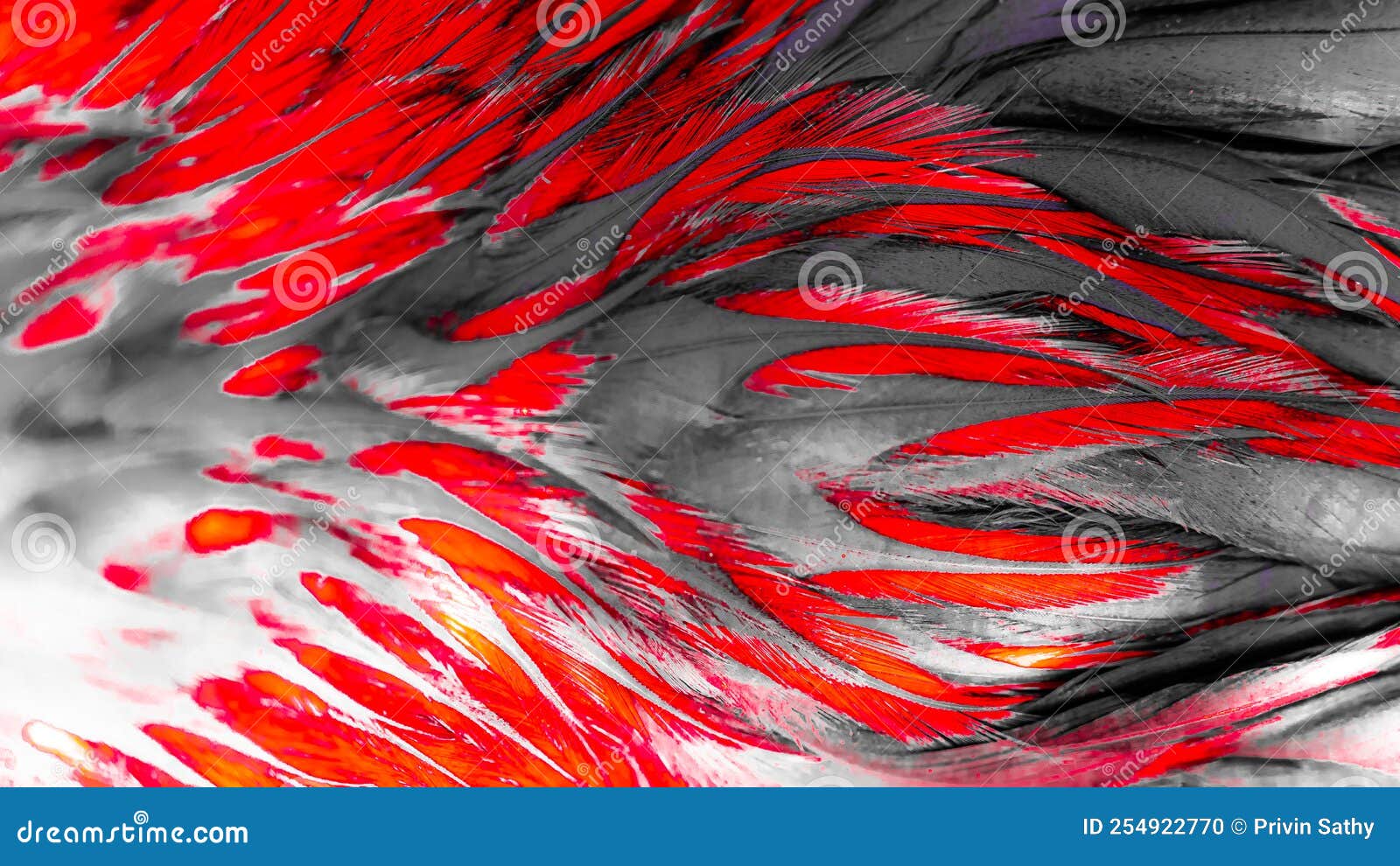 Rooster feathers stock photo. Image of bright, texture - 254922770