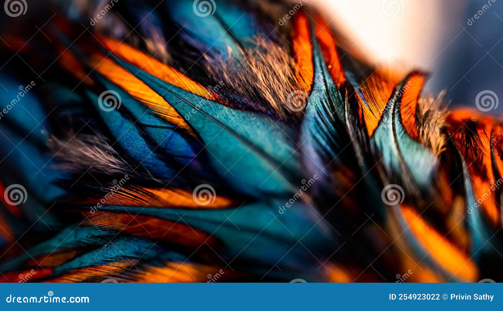 Rooster feathers stock photo. Image of light, background - 254923022