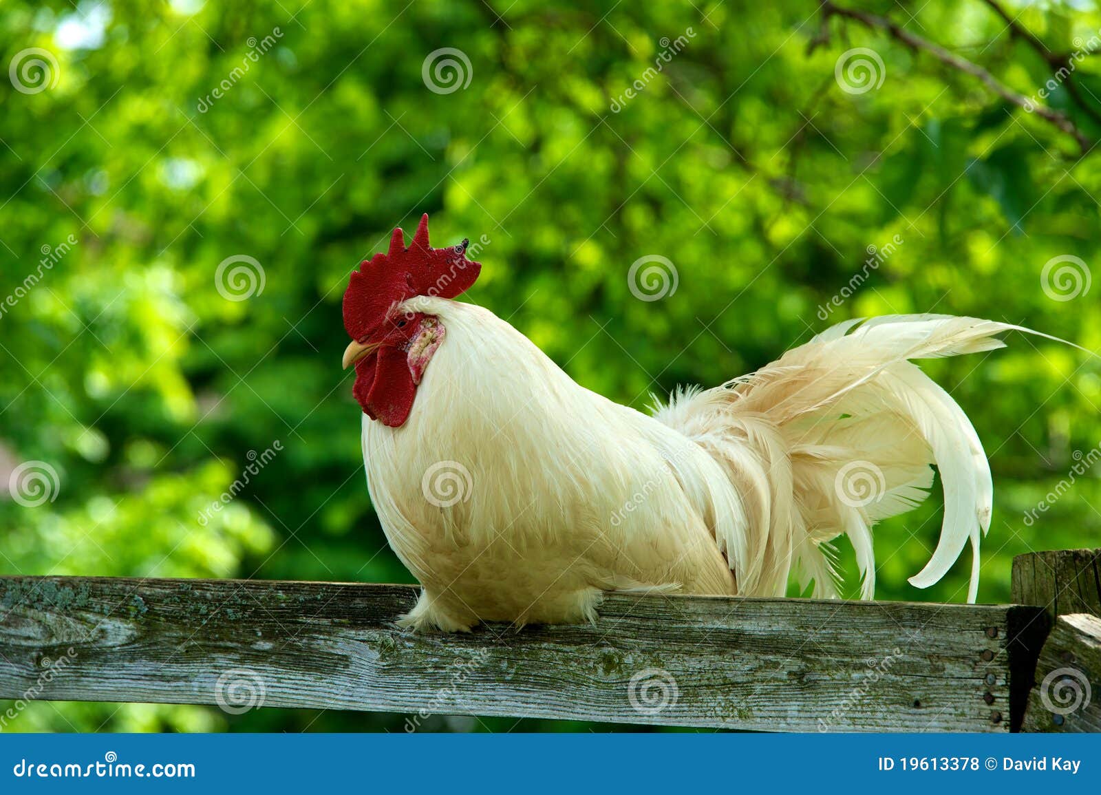 Rooster on Fence stock photo. Image of domestic, feather - 19613378