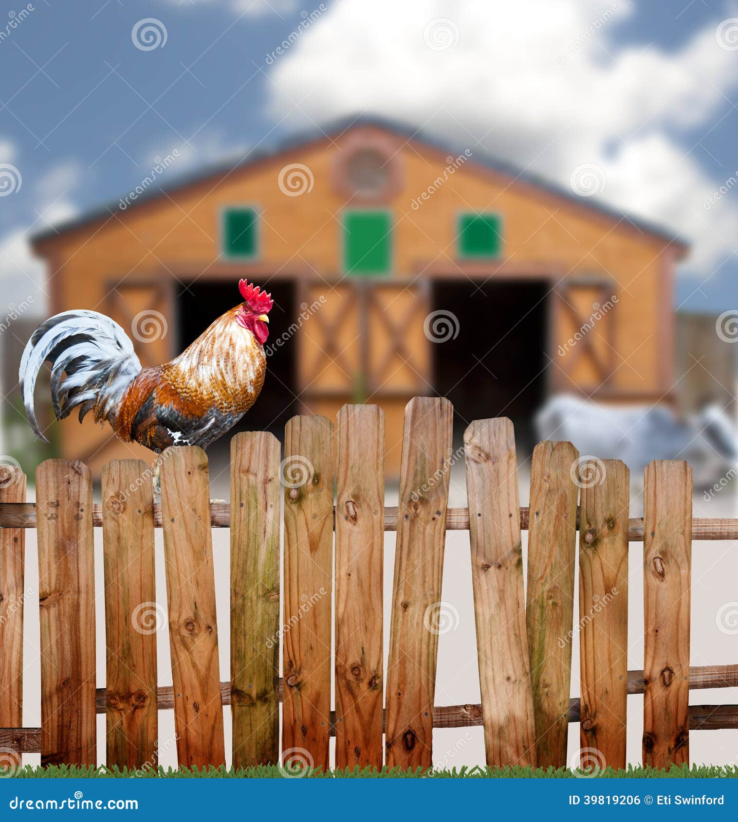 Rooster on fence stock photo. Image of bird, farm, planks - 39819206