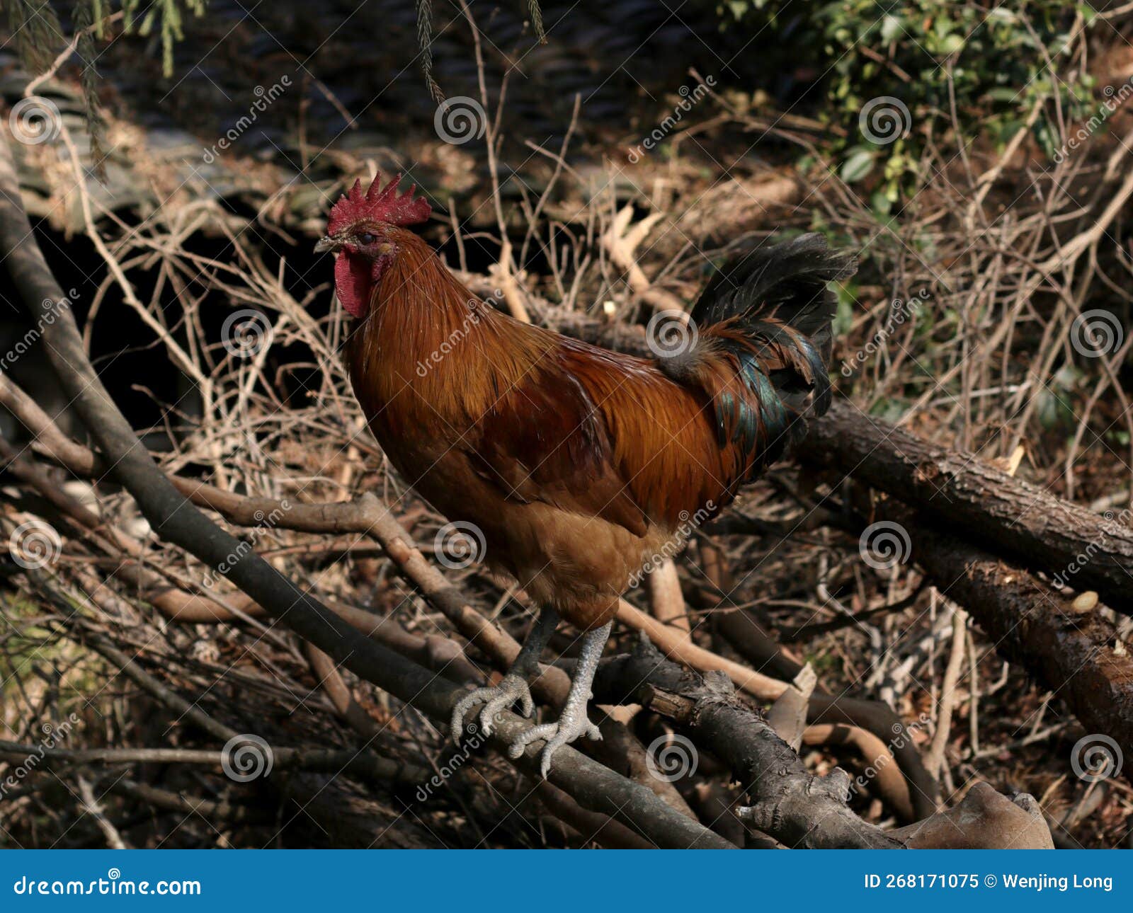 A rooster on firewood pile stock image. Image of firewood - 268171075