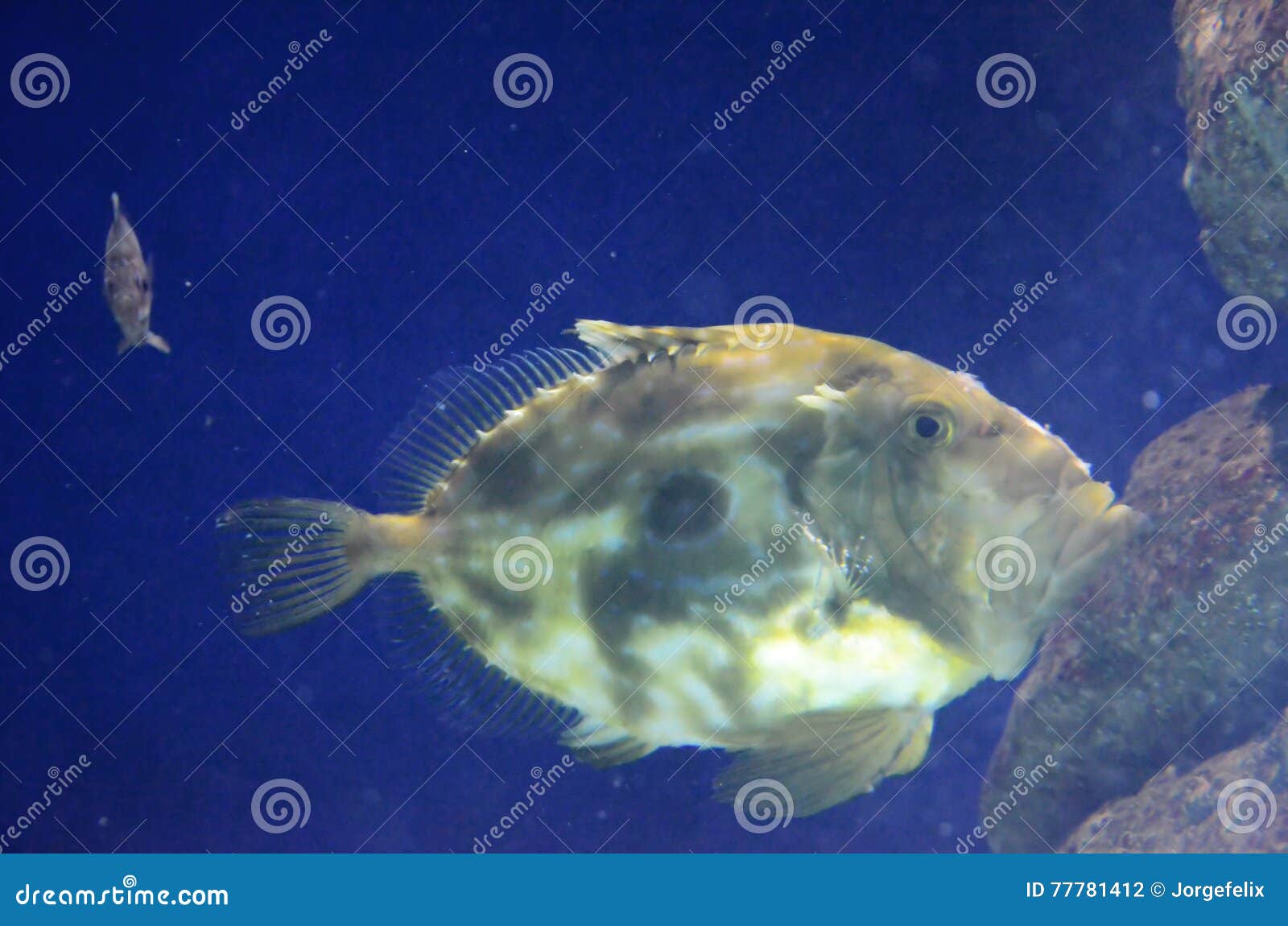 Rooster fish stock photo. Image of water, rooster, animal - 77781412