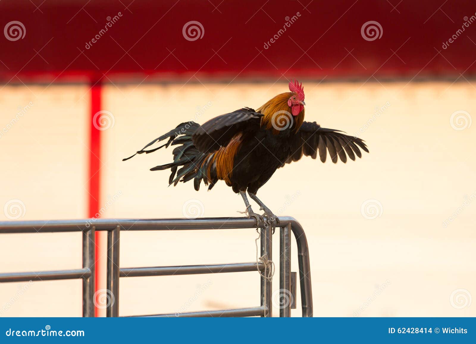 Rooster Flapping Its Wings, In The Garden, Against The Background Of ...