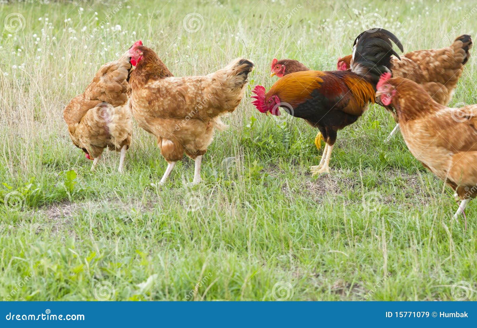 Rooster with flock stock image. Image of agriculture - 15771079