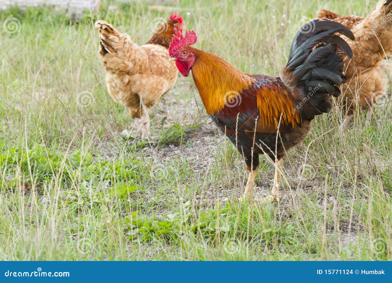 Rooster with flock stock photo. Image of flock, searching - 15771124