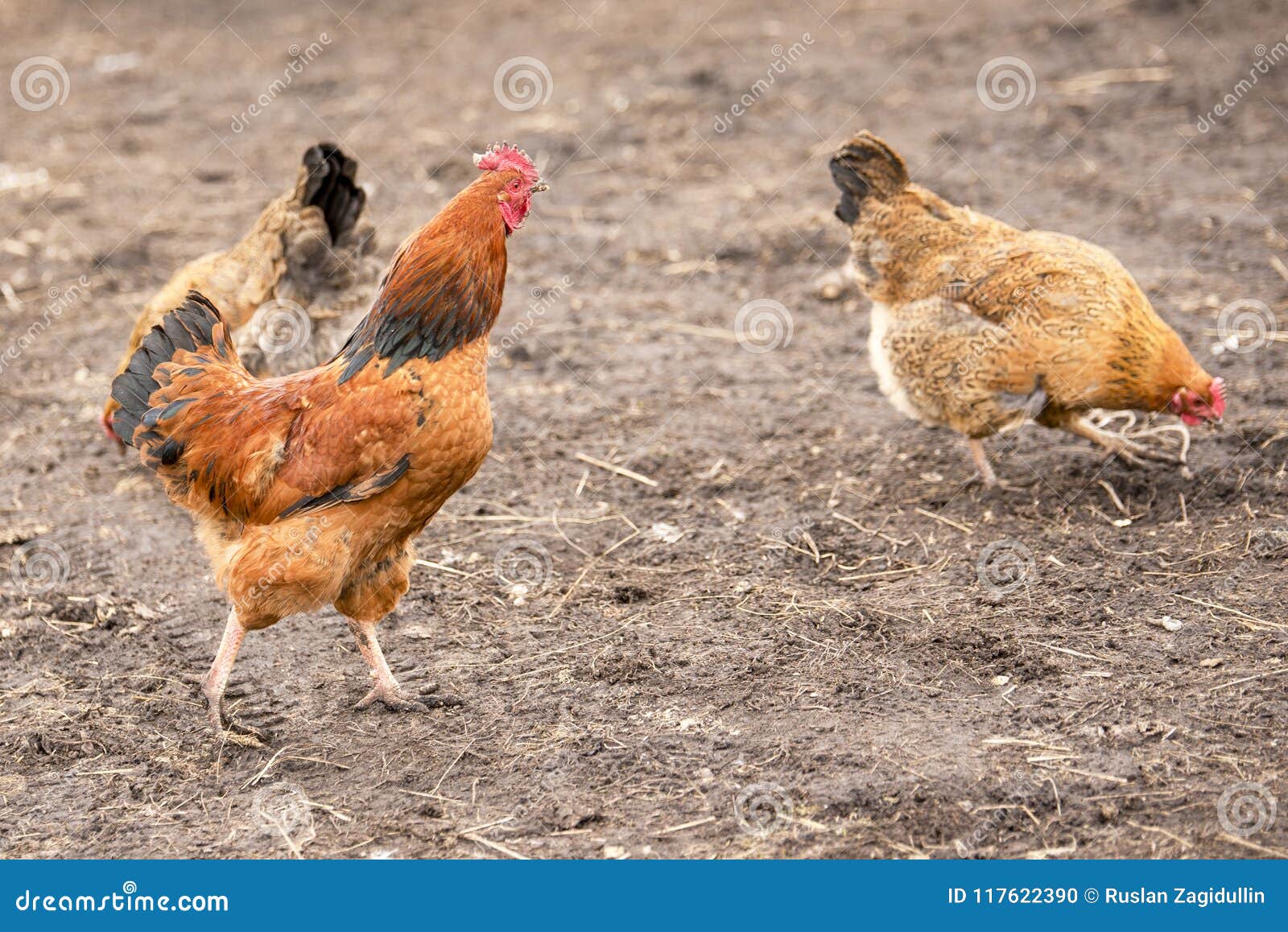 Rooster and a Flock of Chickens on a Spring Day Stock Photo - Image of ...