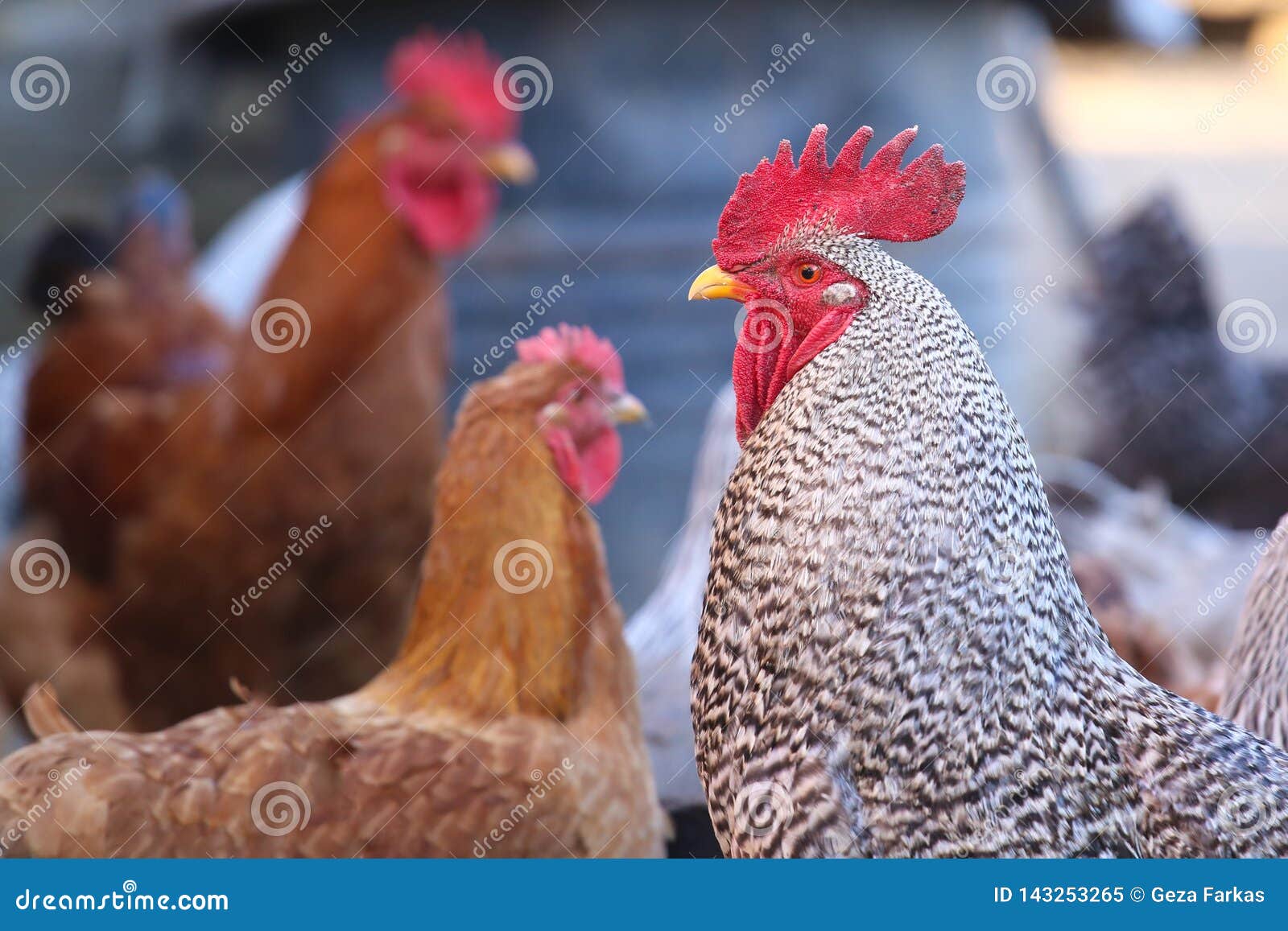 Rooster and flock of hen stock image. Image of feather - 143253265