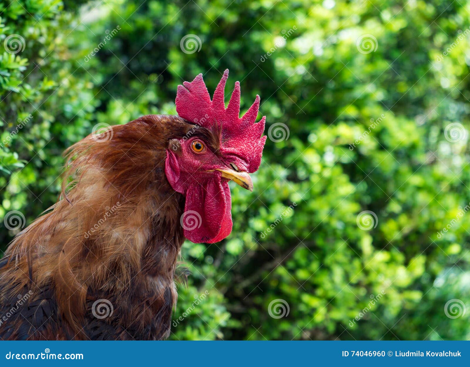 Rooster in the forest stock photo. Image of wild, colorful - 74046960
