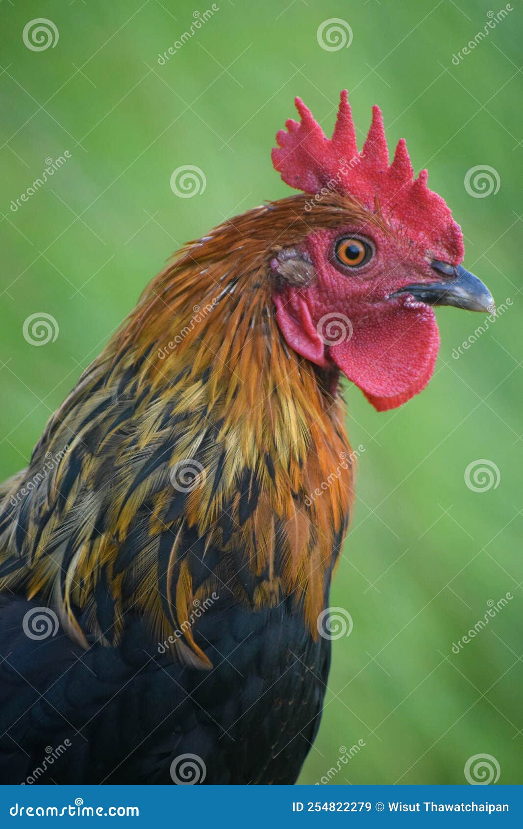 The Rooster in Front is Standing. Stock Image - Image of chicken ...