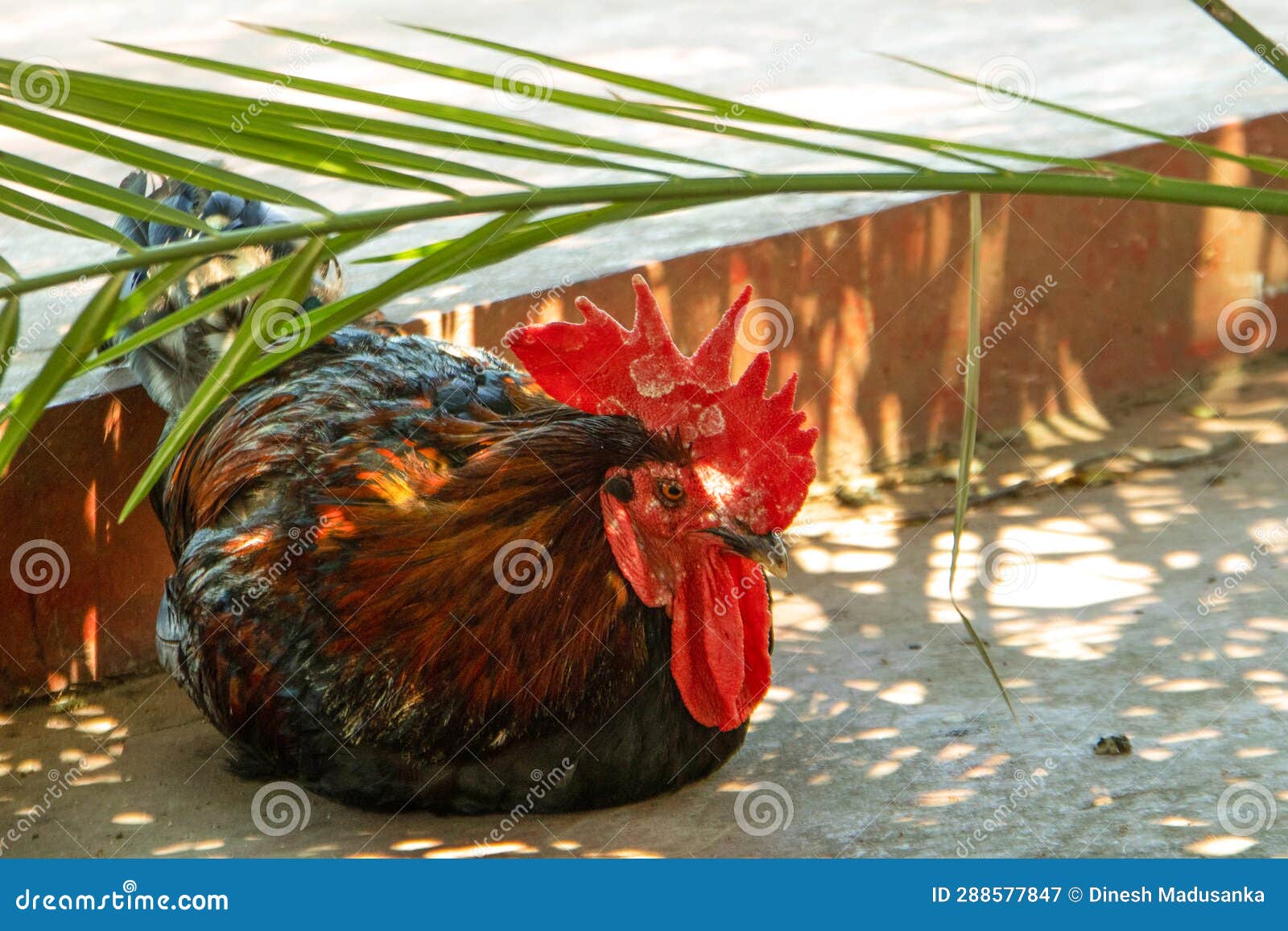 Rooster Sitting in the Garden Stock Image - Image of quail, rooster ...