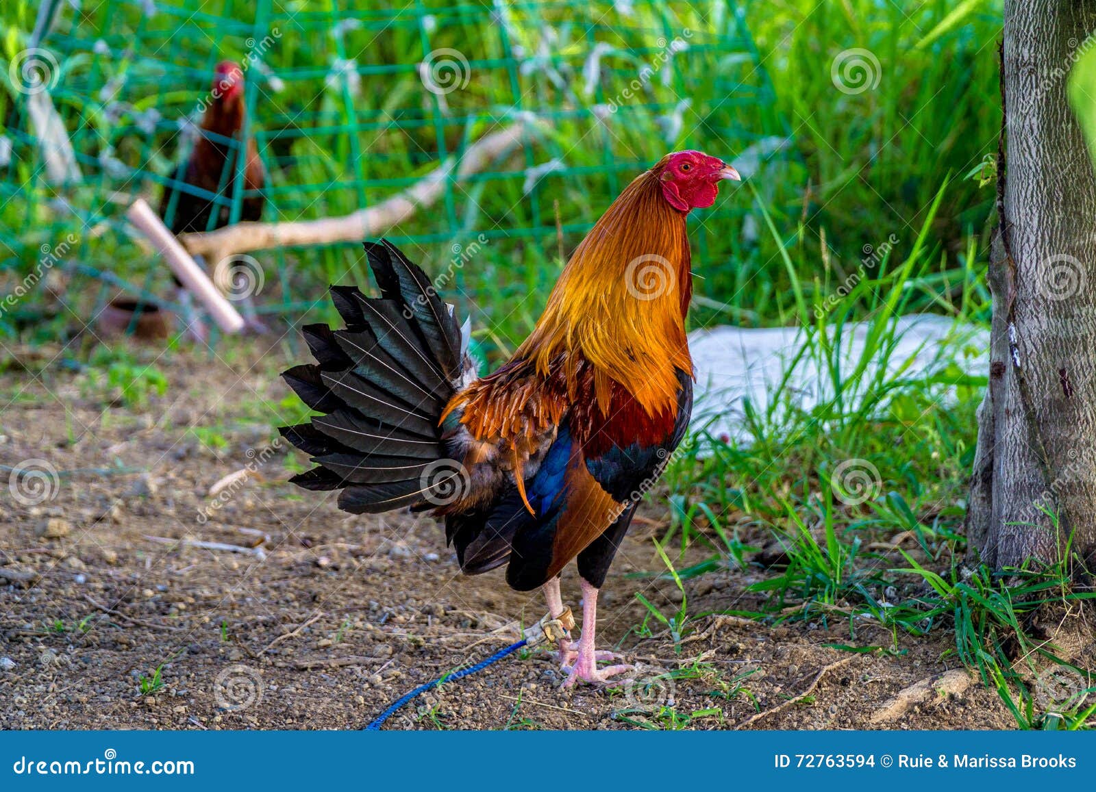 The Rooster stock photo. Image of beautiful, nature, woods - 72763594