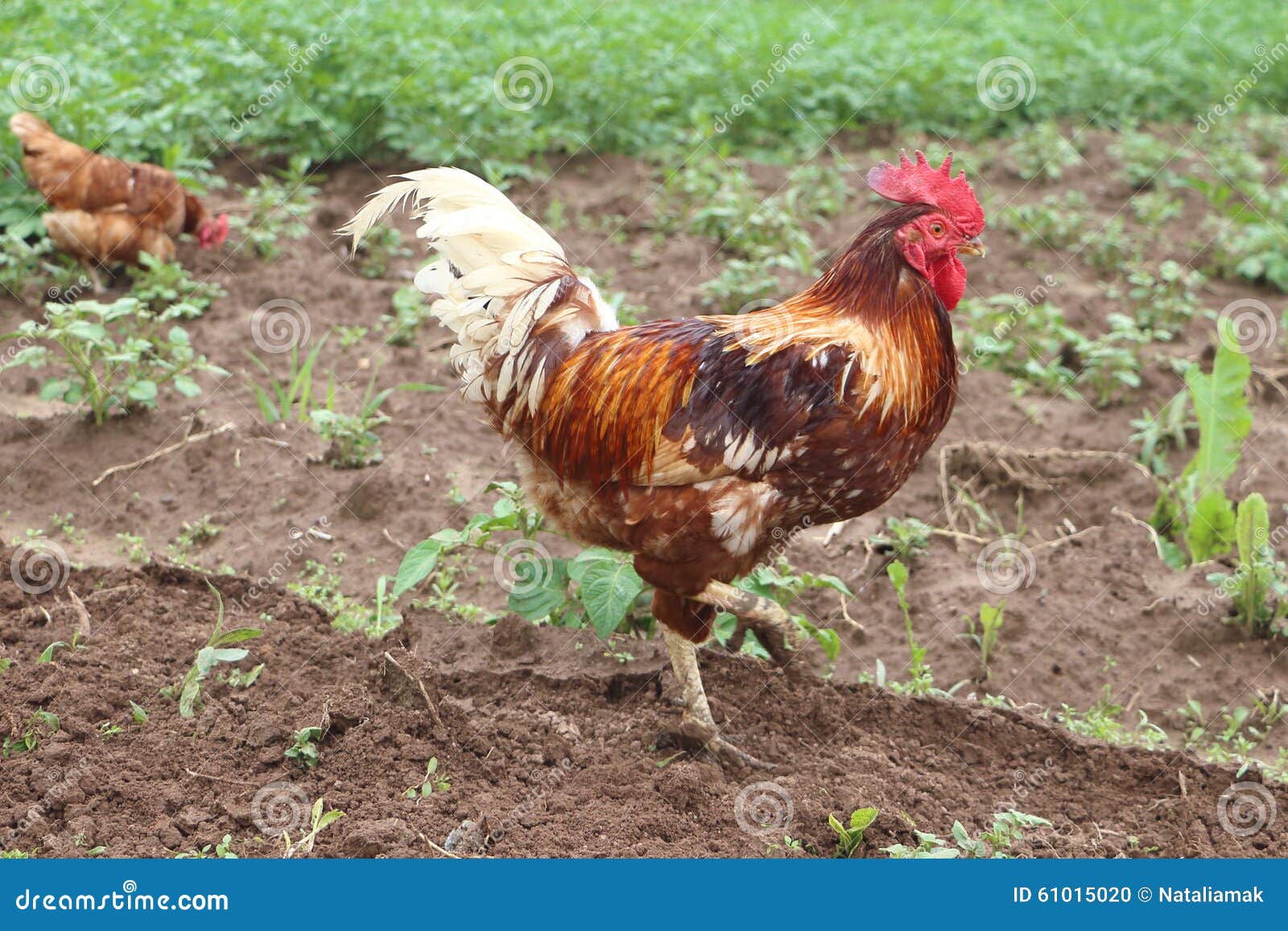 The Rooster Going on the Grass Stock Photo - Image of grange, closeup ...