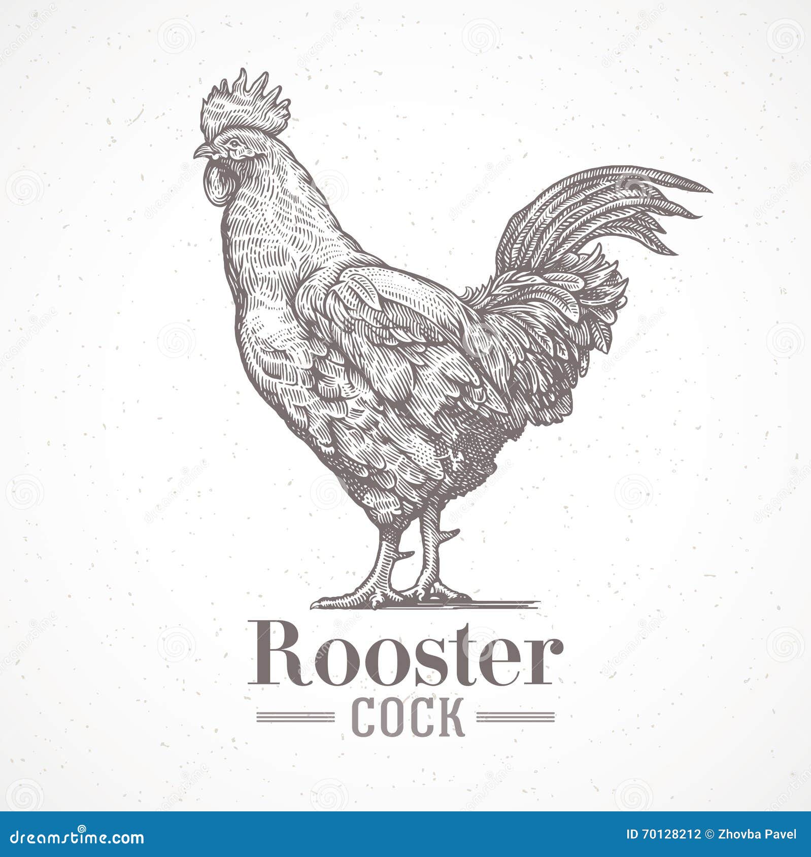 Rooster. stock vector. Illustration of bully, animal - 70128212