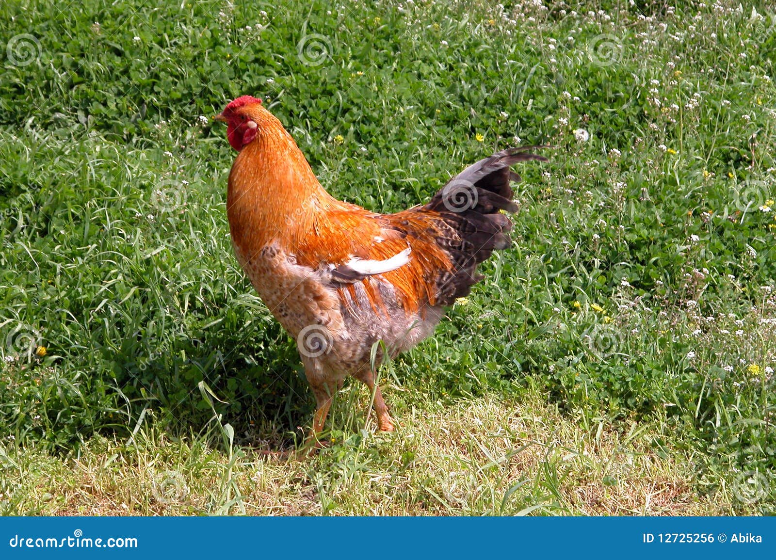 Rooster on grass stock photo. Image of flowers, grass - 12725256