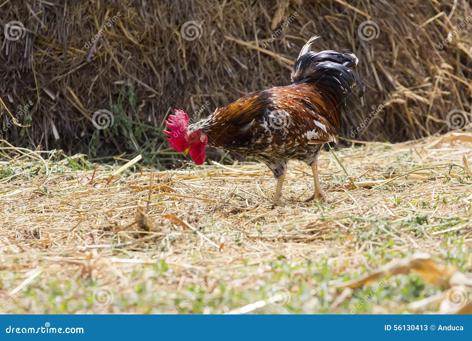 Rooster in grass stock image. Image of grass, hurdle - 56130413
