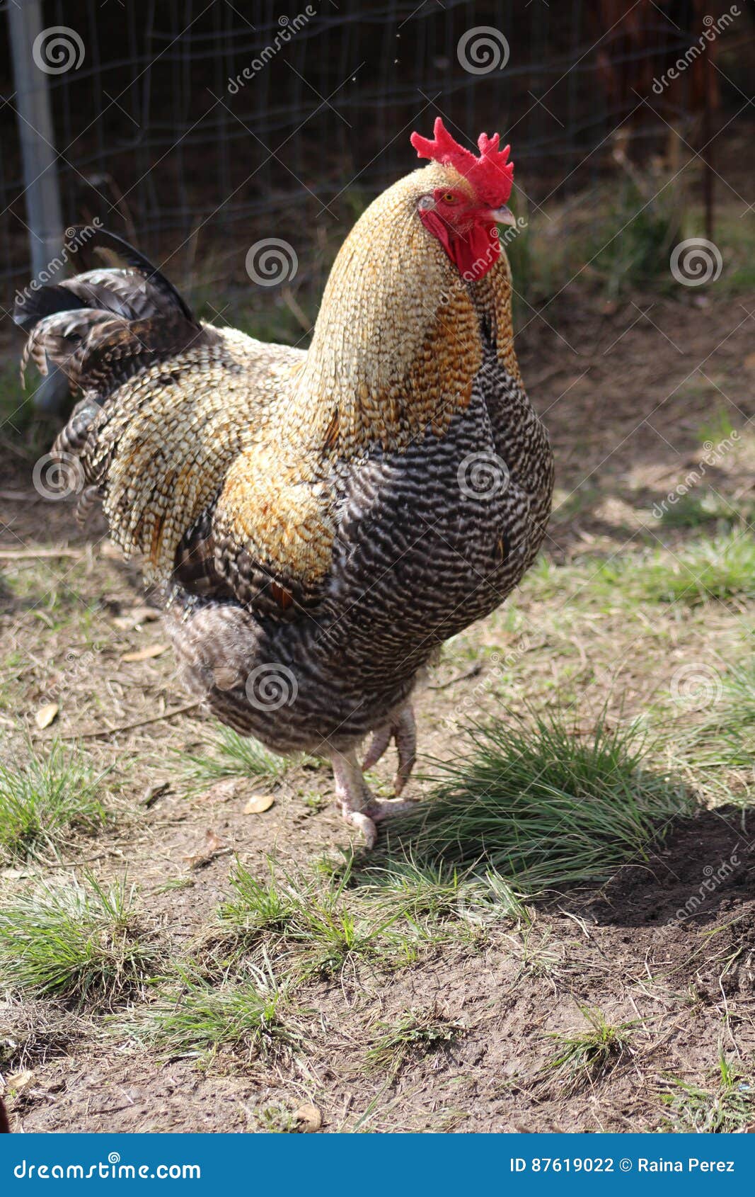 Rooster in the grass stock photo. Image of maran, perching - 87619022