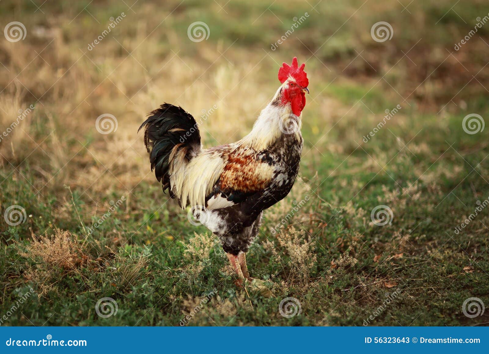 Rooster on the grass stock image. Image of birds, fowl - 56323643