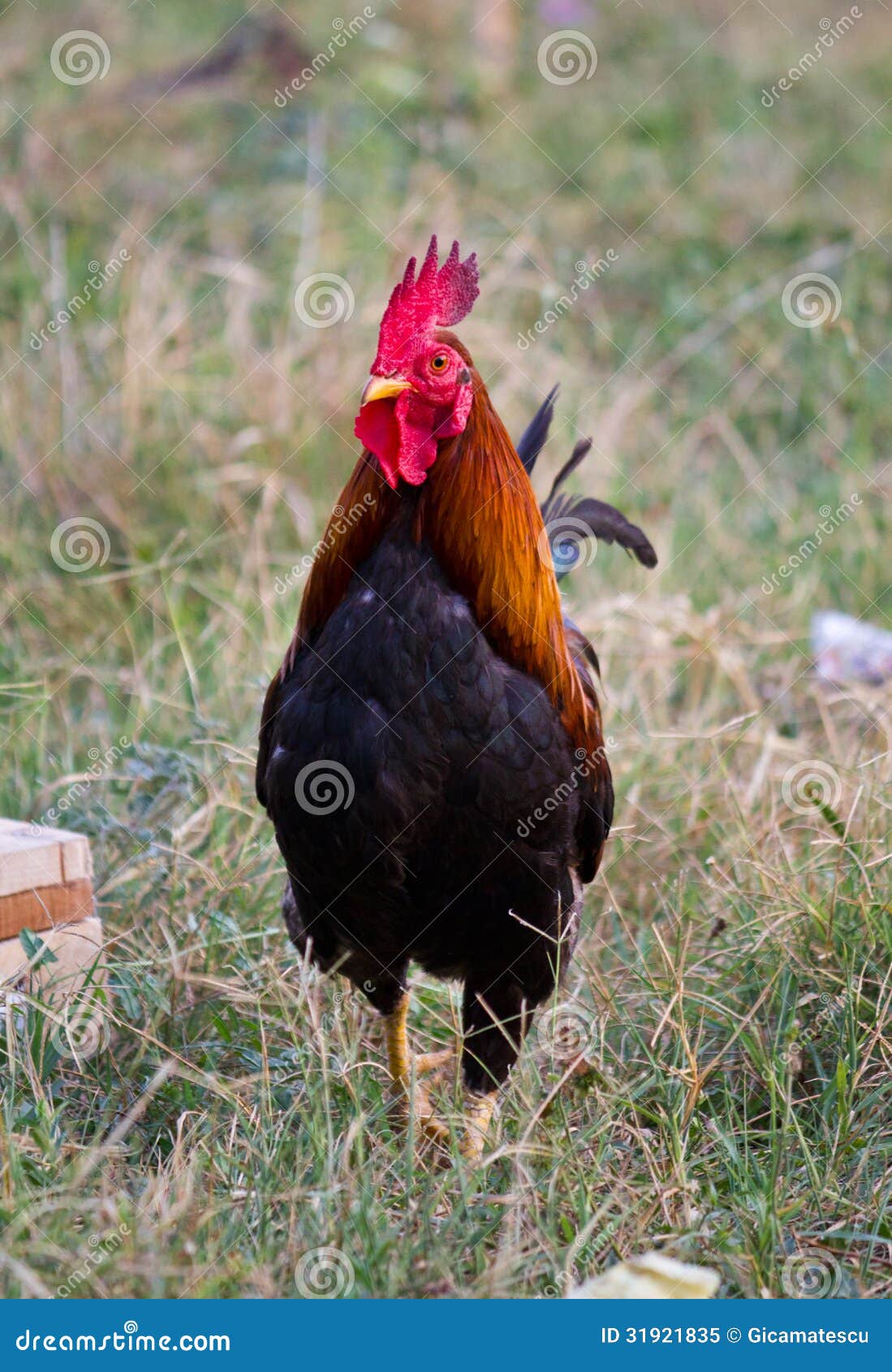 Rooster in grassy stock image. Image of cockerel, colourful - 31921835